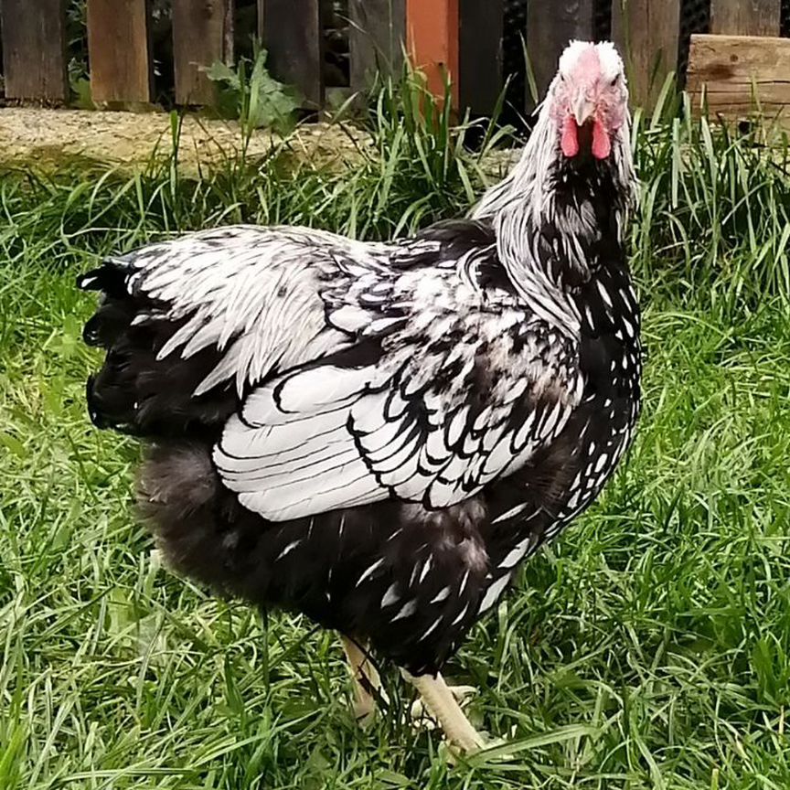 Петух Виандот серебристоокаймленный (серебро)