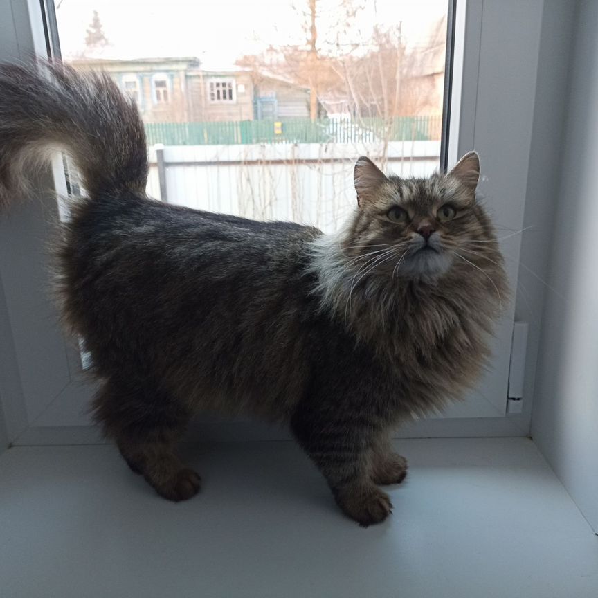 Кошки в добрые и ответственные руки