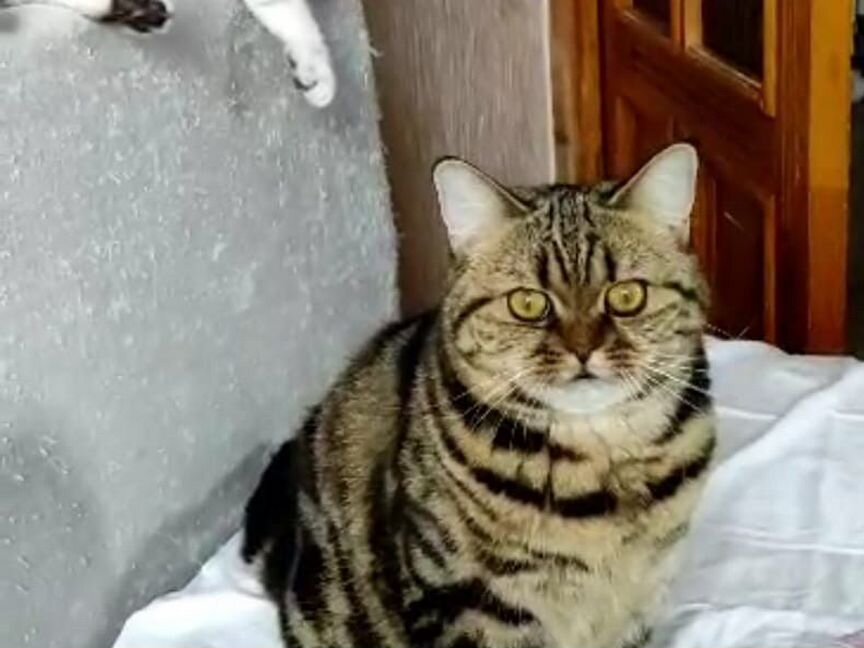 Кошка в добрые руки