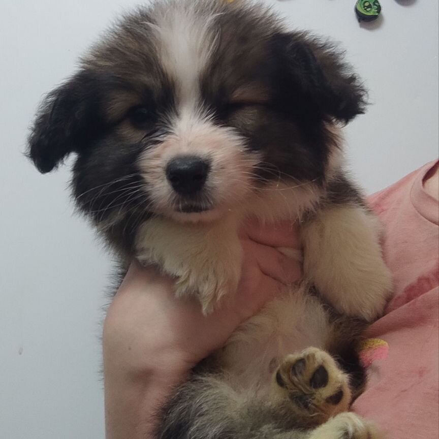 Вельш-корги пемброк флаффи