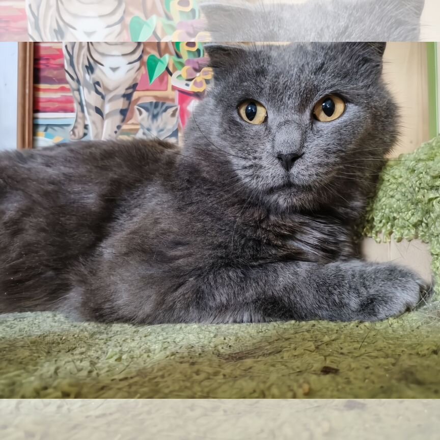 Взрослый кот в добрые руки