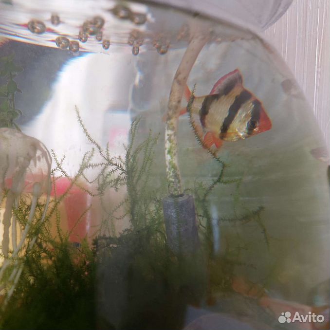 Рыбка барбус. Обмен