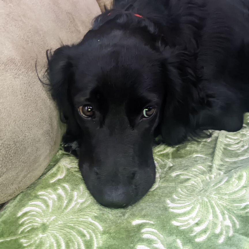 Отдам в добрые руки