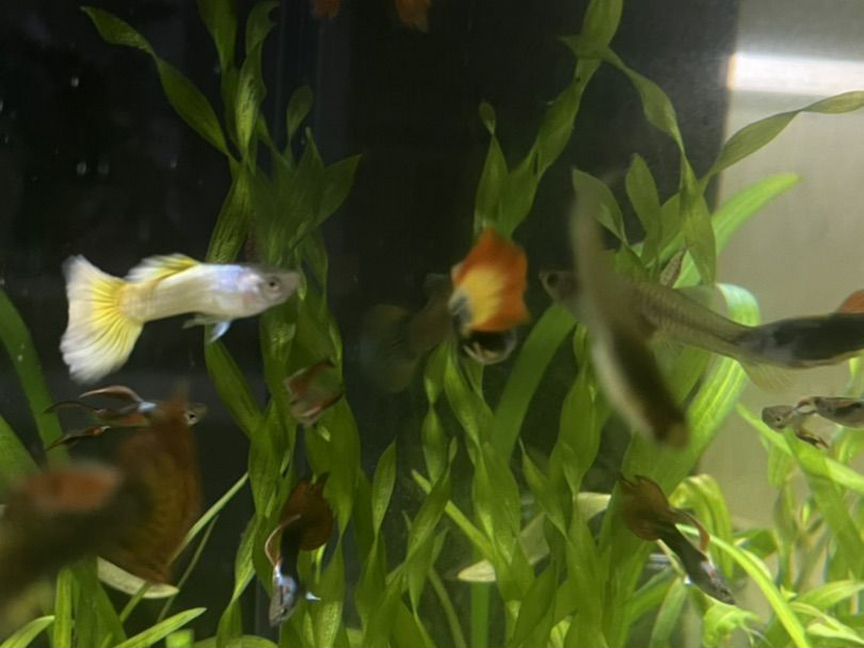 Рыбки гуппи