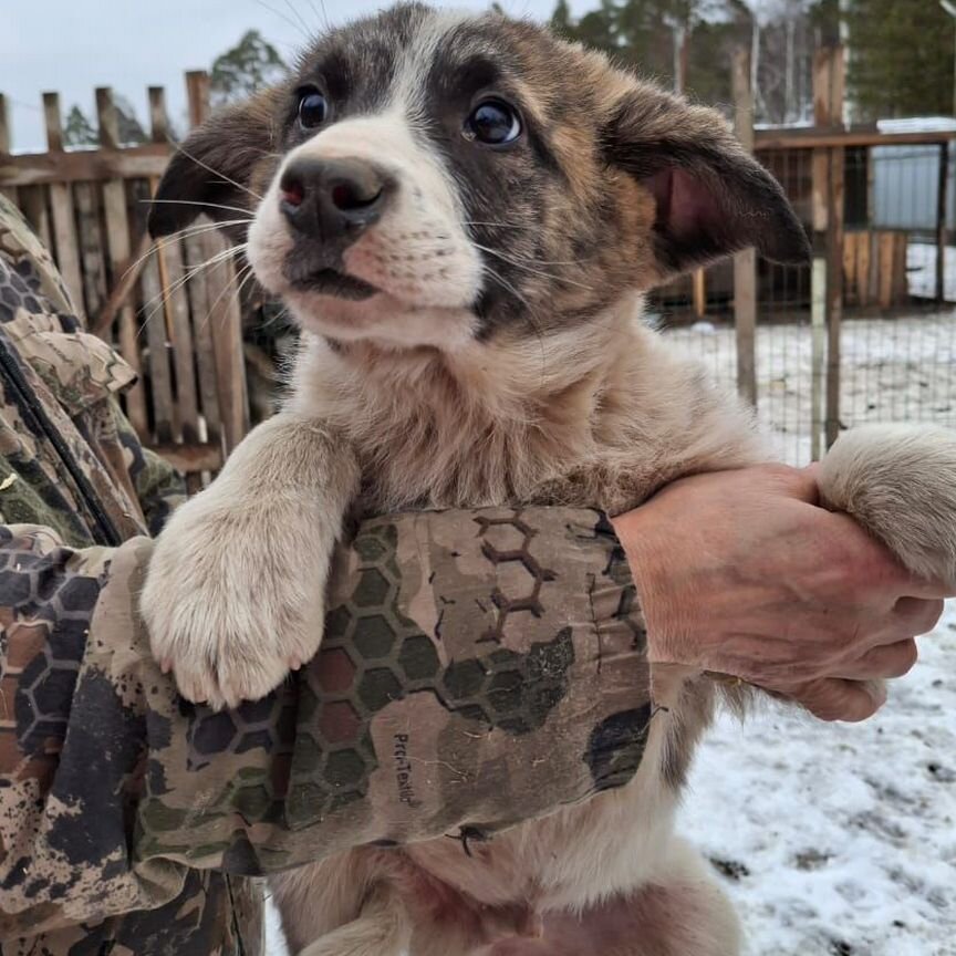 Щенок в добрые руки