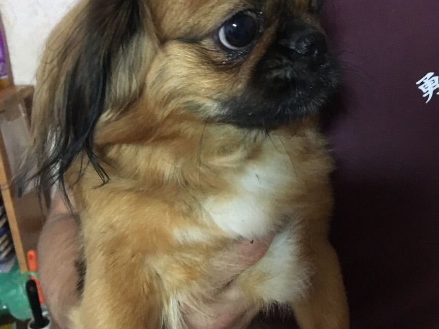 Королевский пекинес