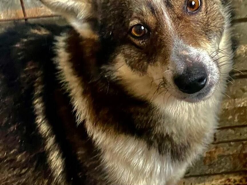 Кобель Тайгир в хорошую семью бесплатно