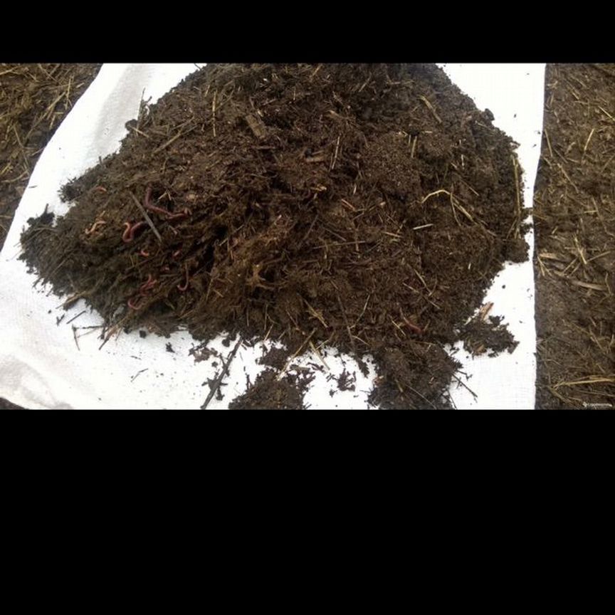 Свиной навоз