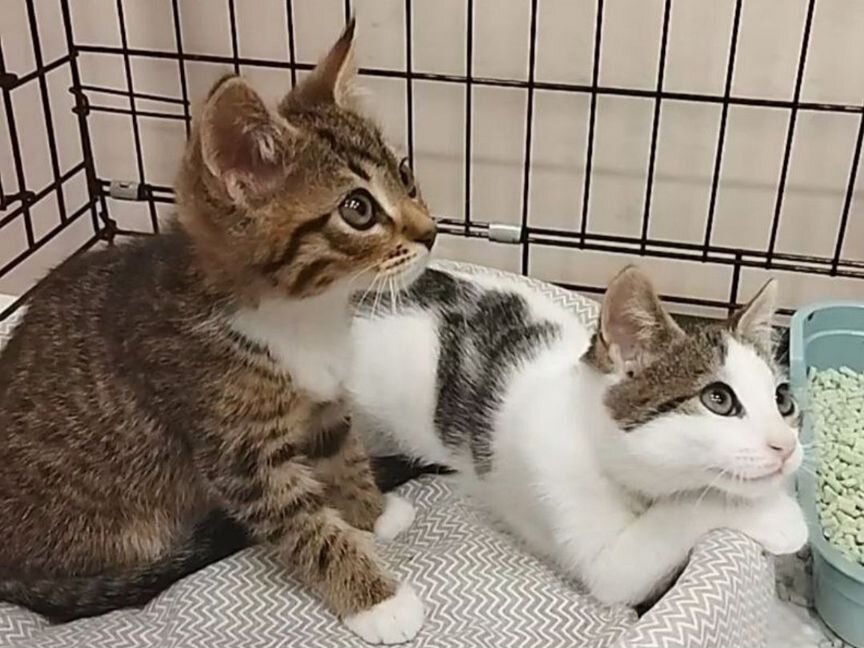 Братики ищут семью