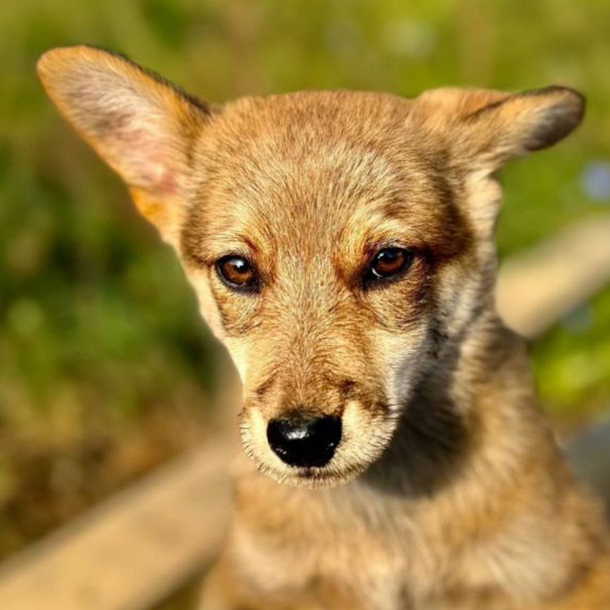 Щенок в добрые руки бесплатно