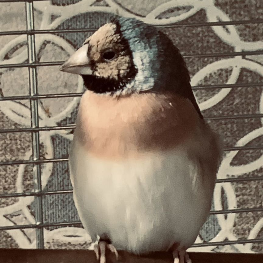 Амадины Гульда синие