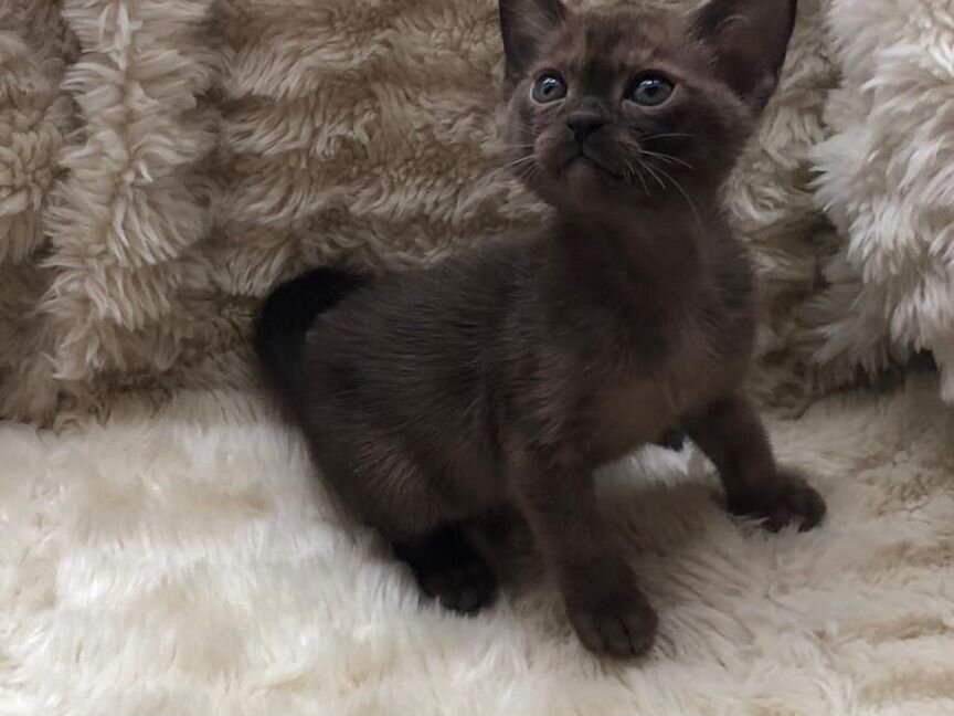 Бурманская малышка