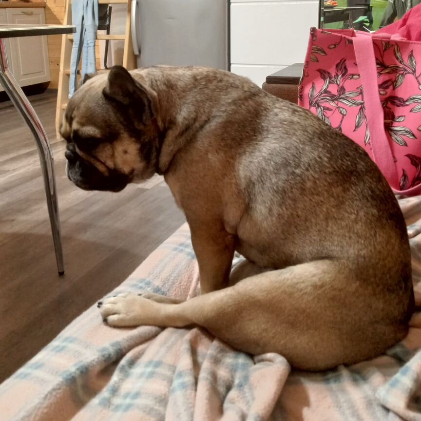 Французский бульдог, взрослая собака