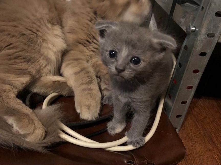 Вислоухие котята в добрые руки