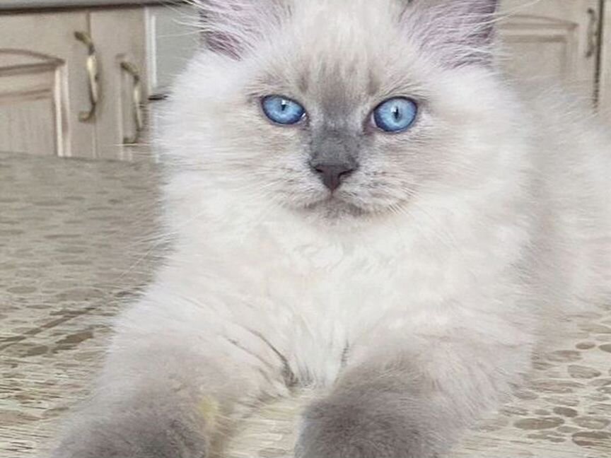 Невский маскарадный мальчик