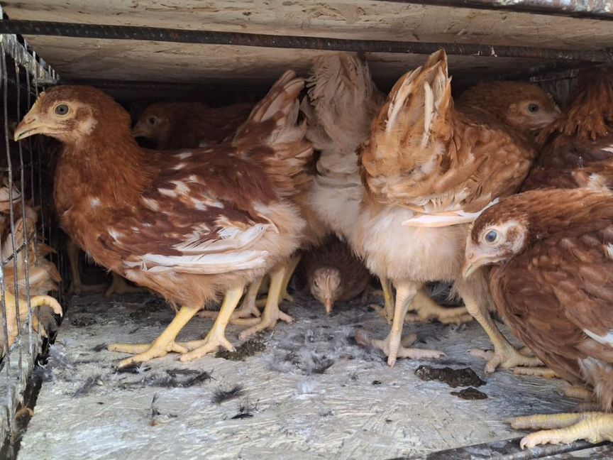 Куры молодка, несушка