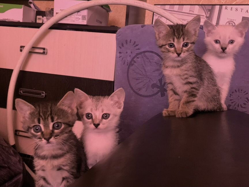 Британские котята в добрые руки