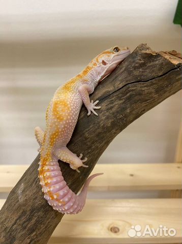 Эублефар с комплектом