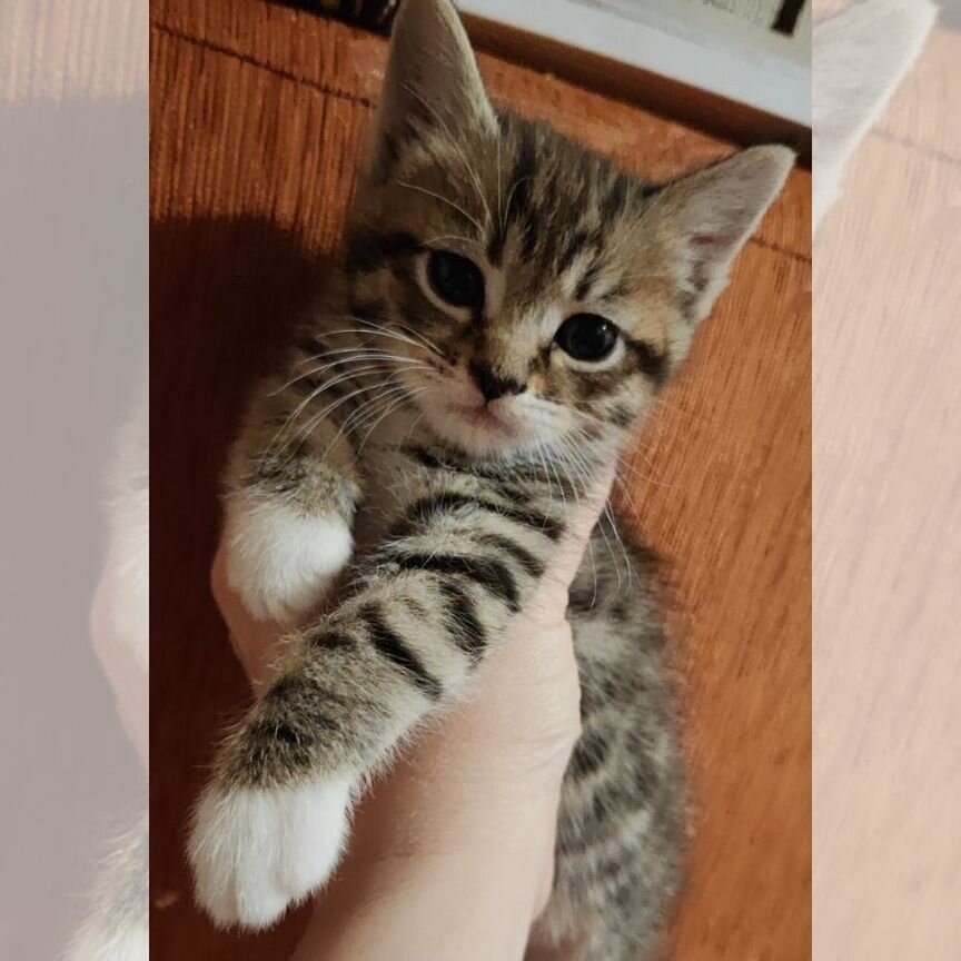 Котёнок