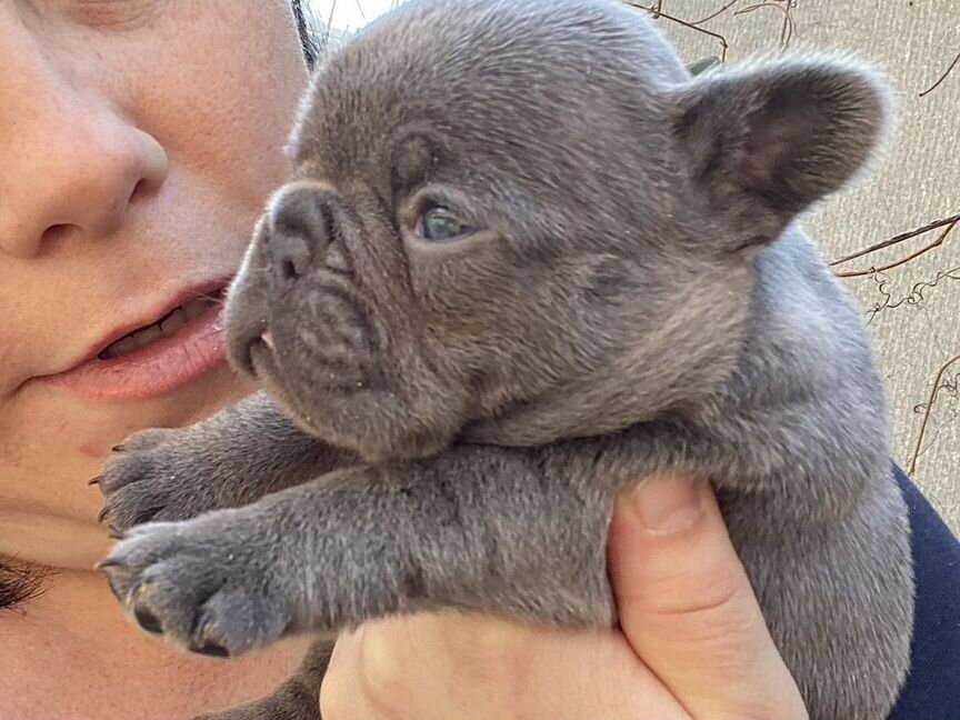 Французский бульдог лиловый парень