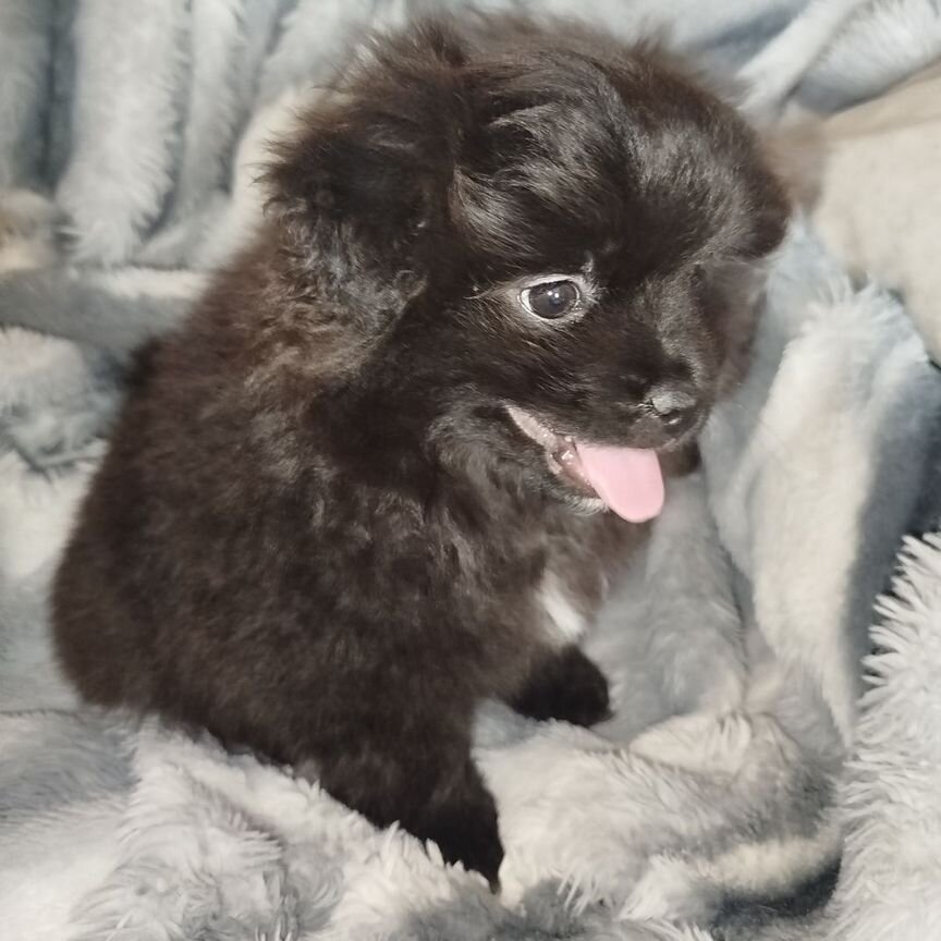 Померанский шпиц, щенок