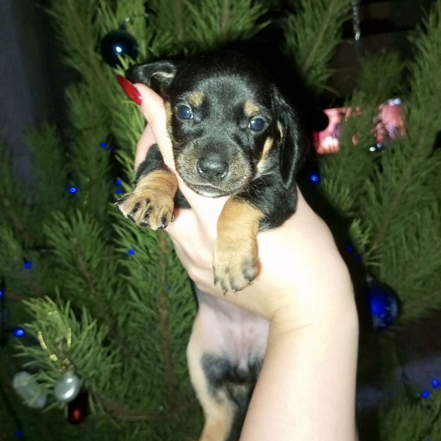 Такса, щенок