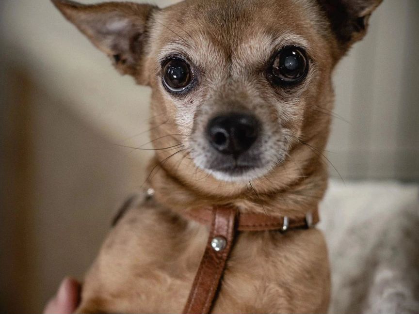 Маленький той-терьер Лаки в добрые руки