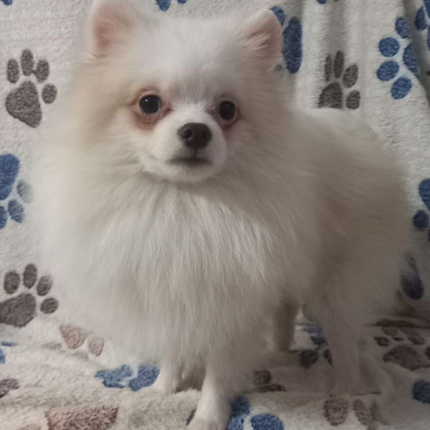 Немецкий шпиц, щенок