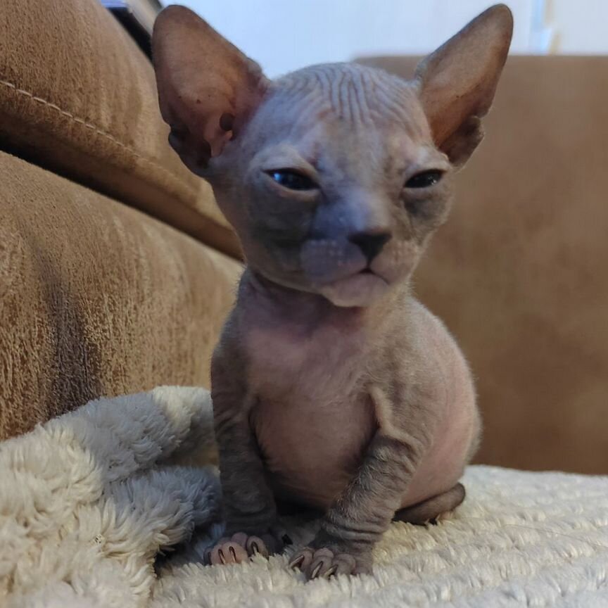 Донской сфинкс котёнок