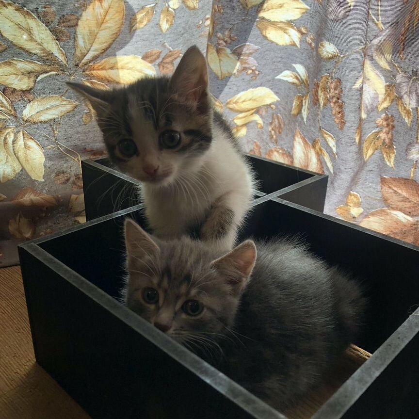 Котята в добрые руки