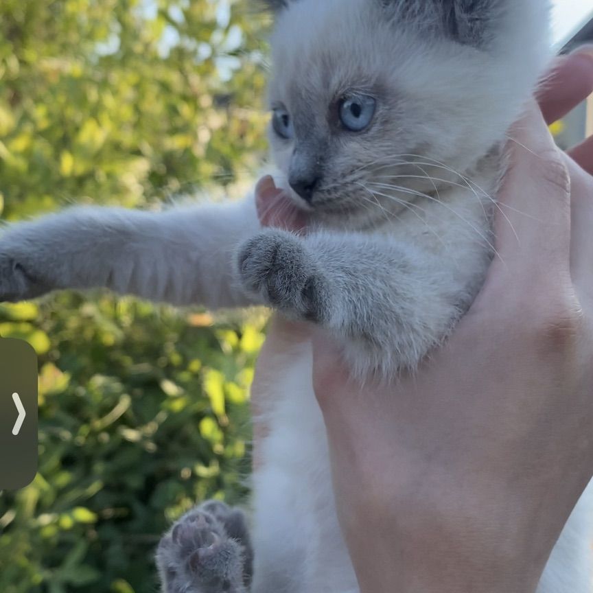 Кошечка в добрые руки