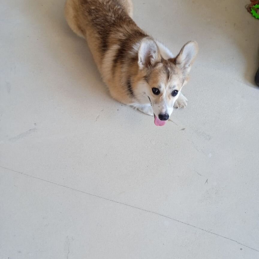 Вельш-корги вязка