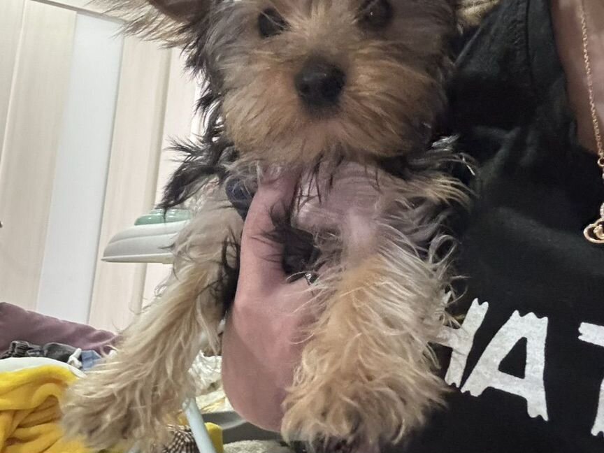 Йоркширский терьер мини