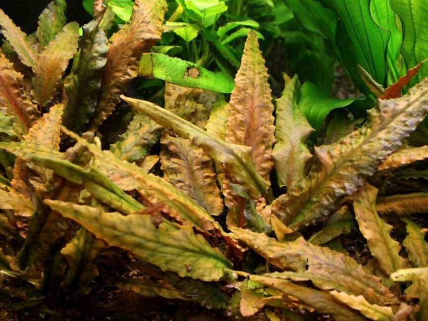 Криптокорина Вендта Тропика (Cryptocoryne wendtii