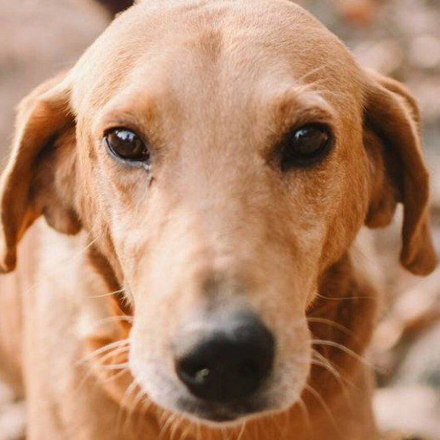 Взрослый пёс в добрые руки