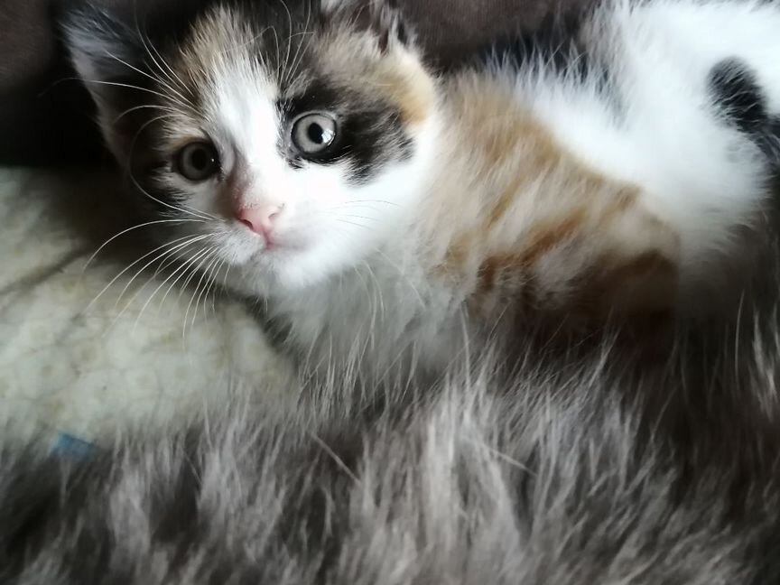 Трёх цветная кошечка
