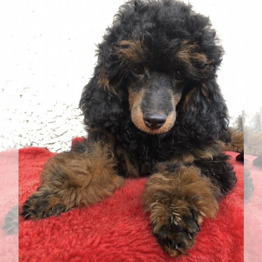 Пудель, щенок