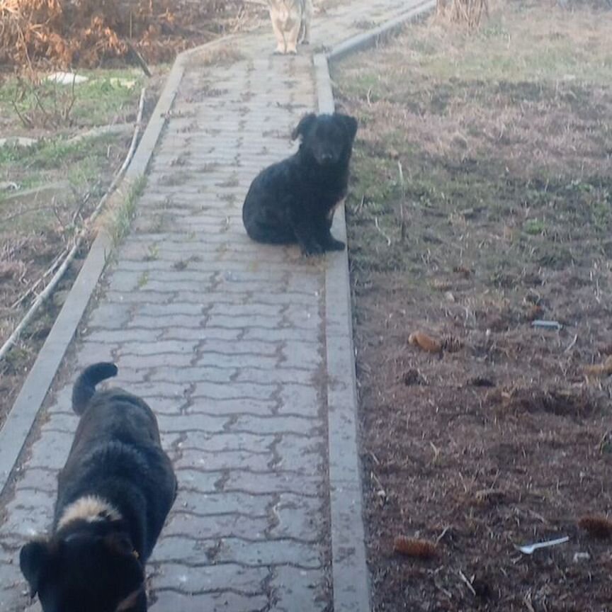 Щенята