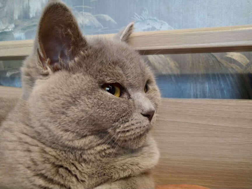 Кошка шотландская
