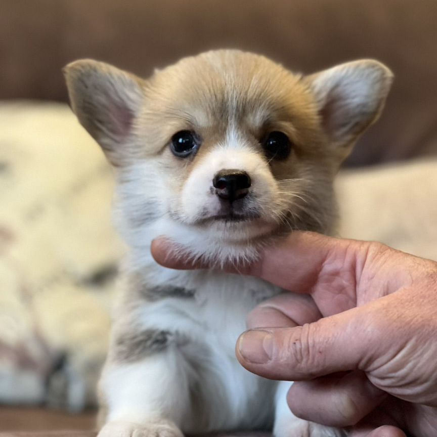 Корги пемброк