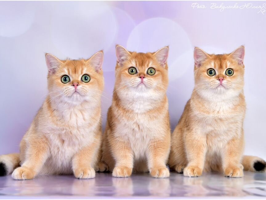 Золотые бриташки