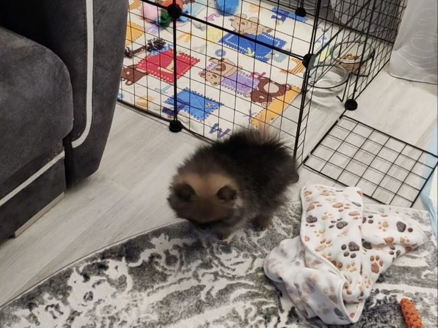 Вольер для собак в квартиру бу 24 секции