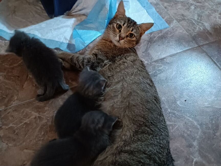 Ищем дом малышам