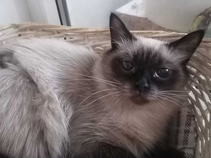 Кошка Зося Невская маскарадная 1,5 года в дар