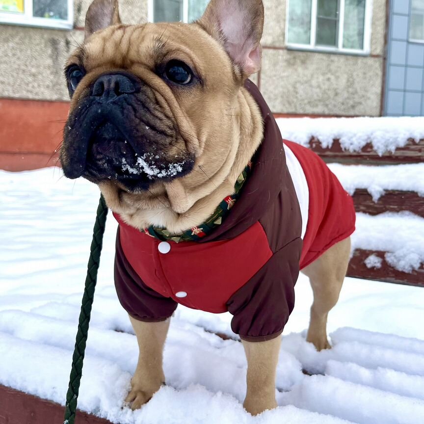 Французский бульдог, вязка