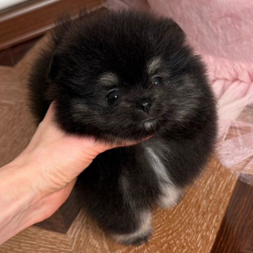 Померанский шпиц, щенок