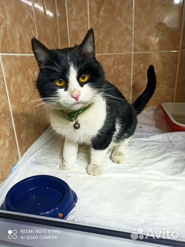 Котик дворянин ищет хозяина