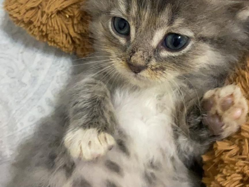 Котенок мальчик, 1 мес в добрые руки