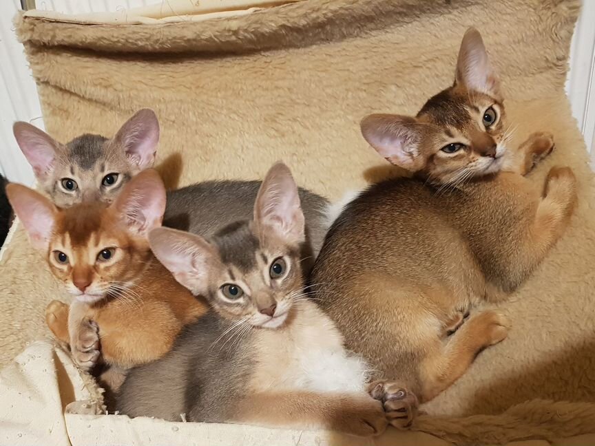 Абиссинские котята