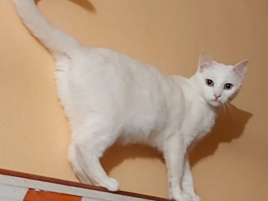 Изящная белоснежная красотка